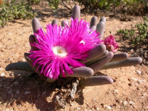 SUCCULENT PLANTS OF NAMAQUALAND… – Namaqualand Nature Conservation